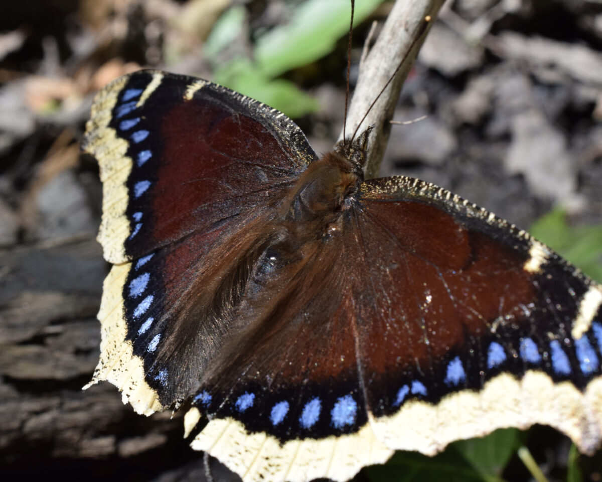 First Butterflies of Spring – Brennah's Backyard